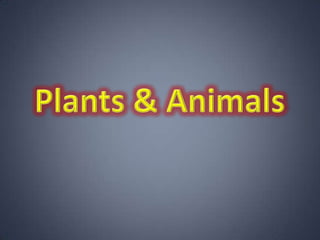 Plants & animals | PPT | Free Download