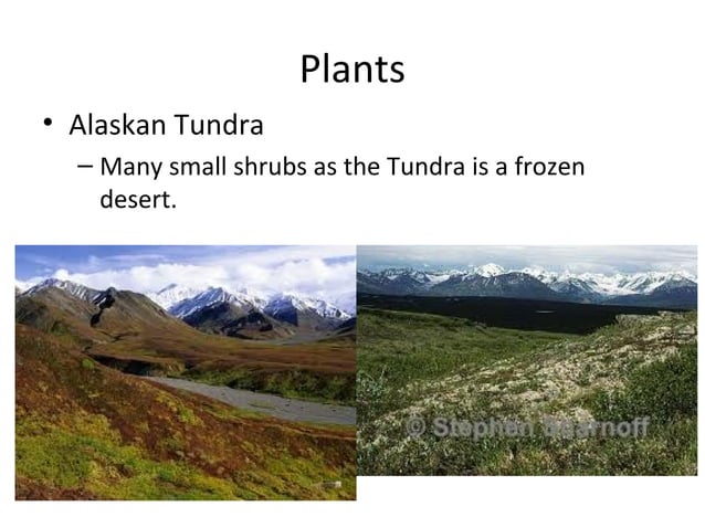 Plants animals | PPT