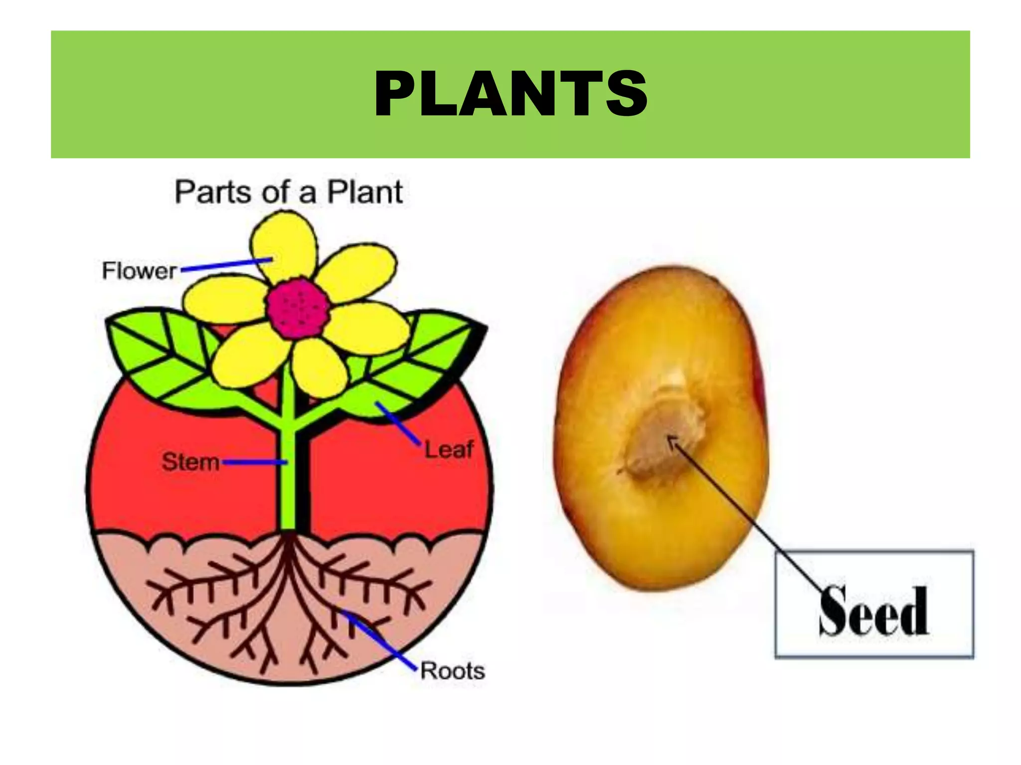 Plants & animals | PPTX