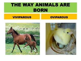 Plants & animals | PPT