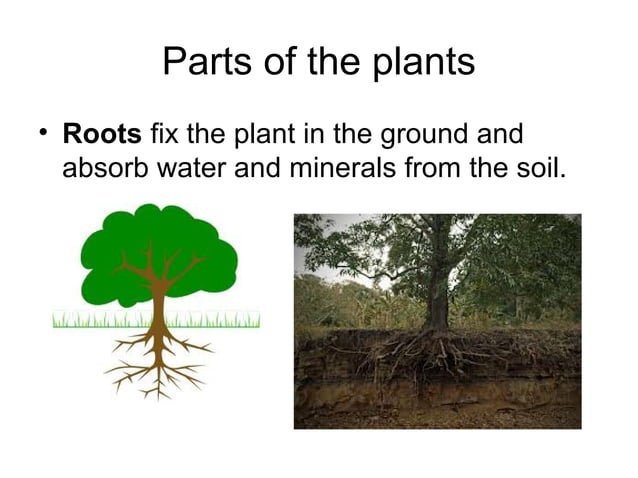 Plants are living things | PPT | Gardening | Home & Garden