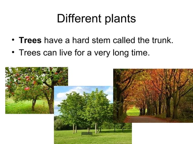 Plants are living things | PPT | Gardening | Home & Garden