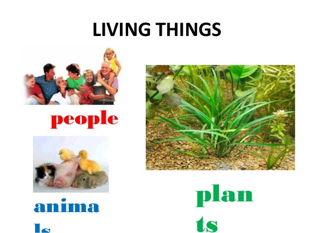 Plants are living things