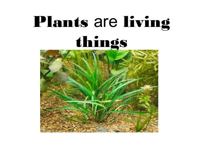 Are Plants Living Things - Plant Ideas