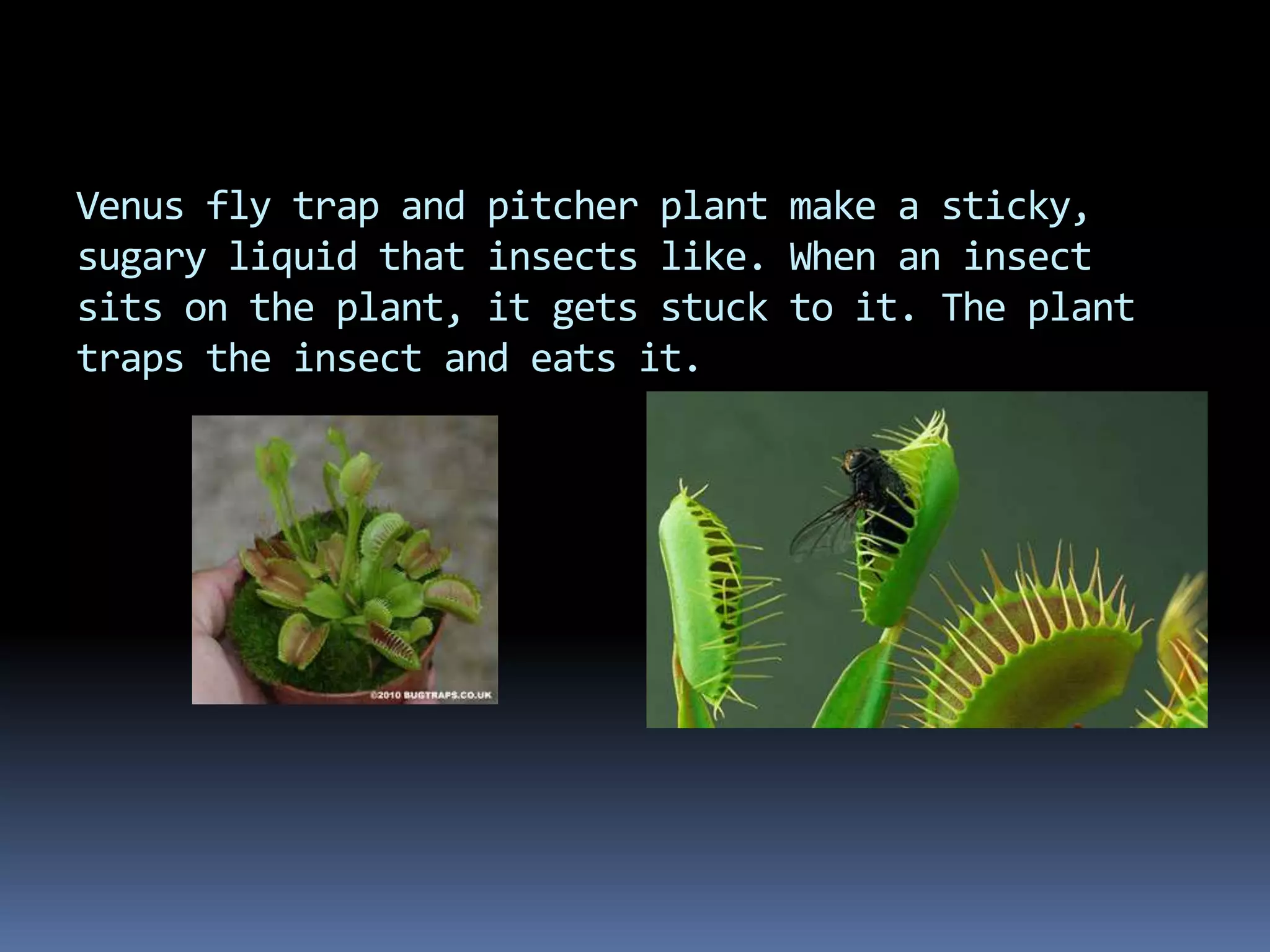 ALL ABOUT PLANTS | PPTX