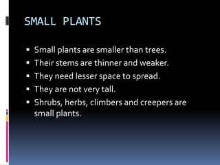 ALL ABOUT PLANTS | PPTX