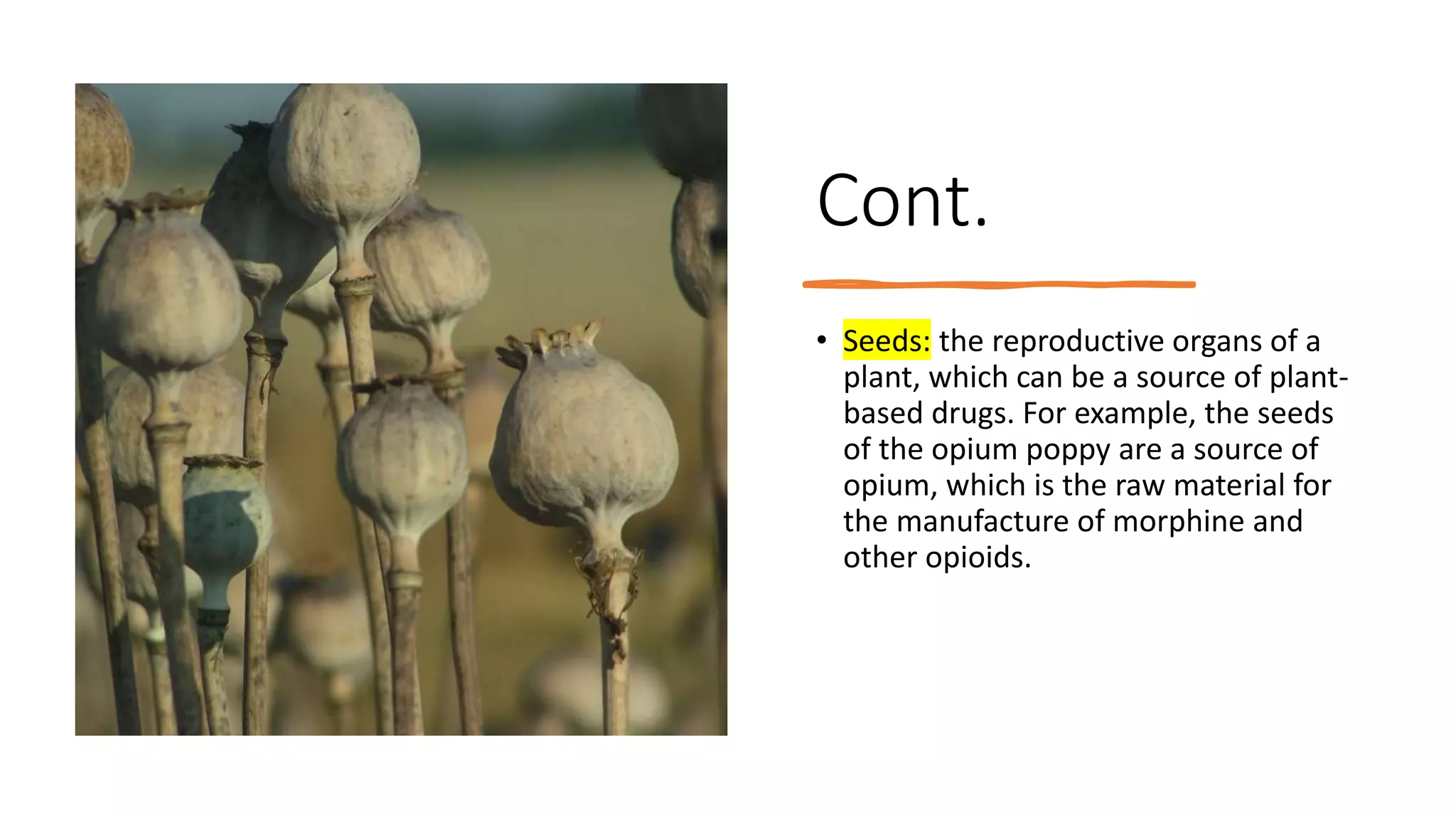 plants as a source of medicine.pptx