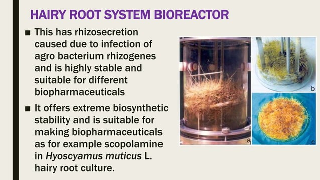 Plants as bioreactors | PPTX | Biotech and Biomedical Industry | Industries