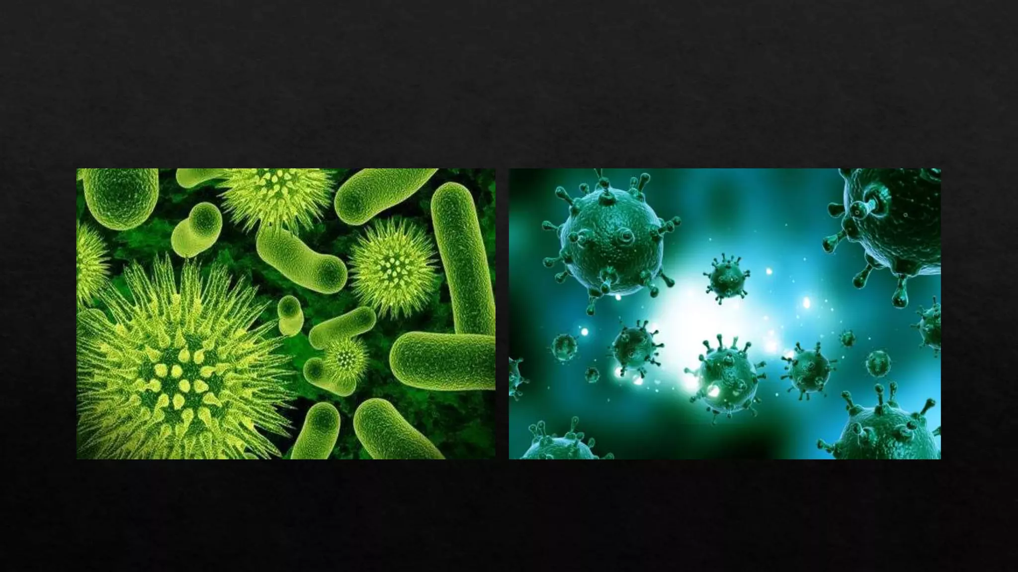 plants bacteria.pptx