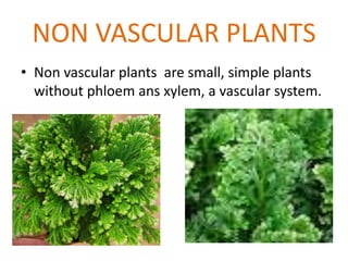 Nonvascular Plants Are Also Called