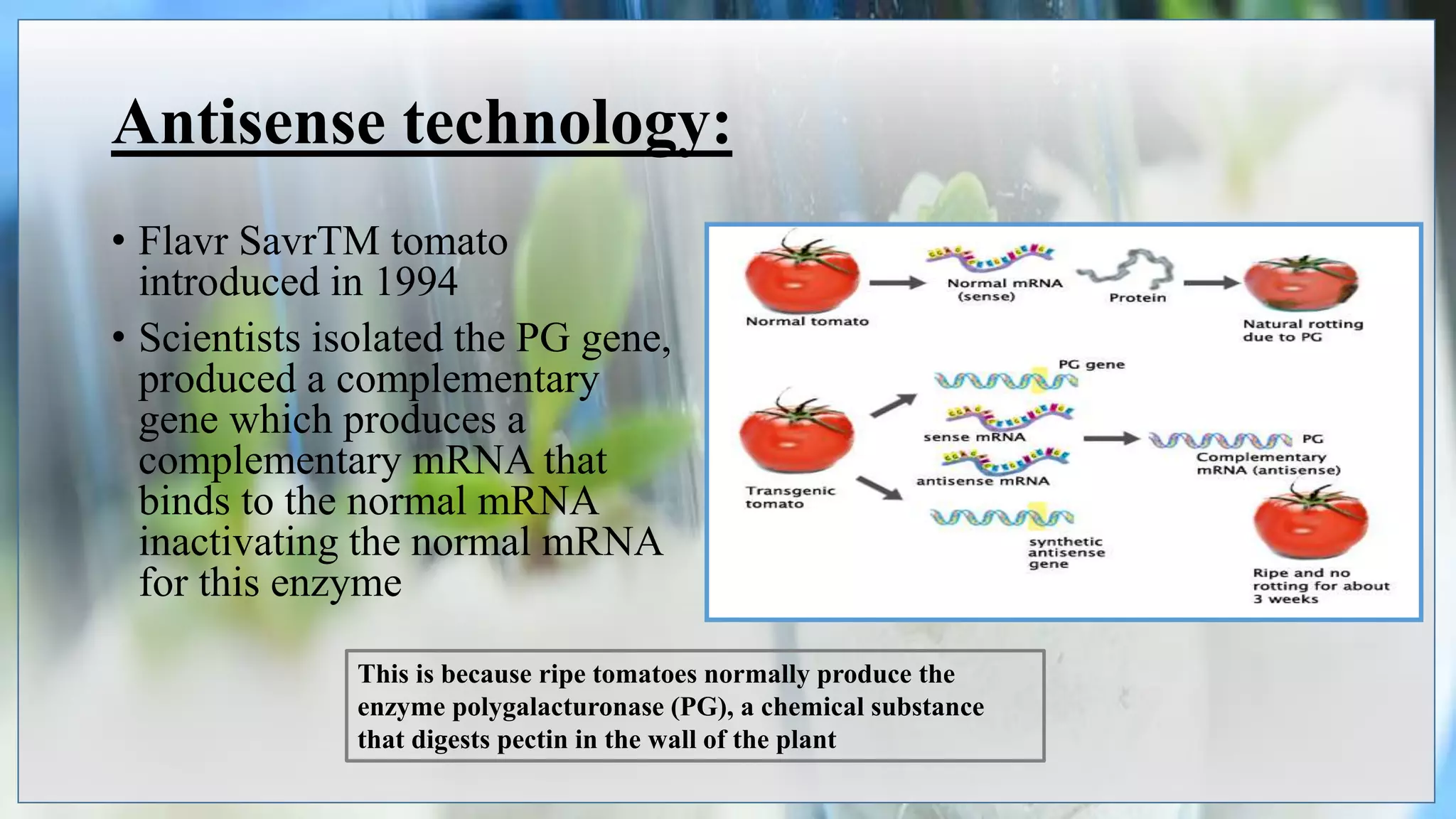 Plants Biotechnology.pptx
