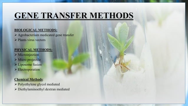Plants Biotechnology.pptx