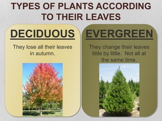 Plants Kingdom | PPTX