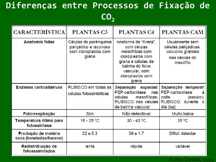 Comparación plantas C3, C4 y CAM Fisiologia Vegetal y Cultivos ...