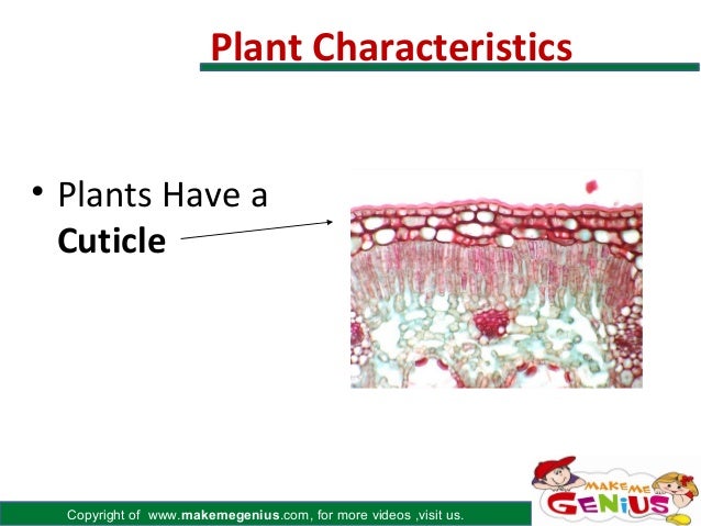 Plants characteristics of plants