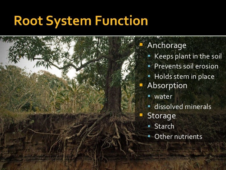 Plant Science part 1