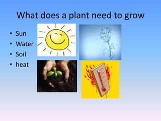 Plants clara y domi | PPTX | Gardening | Home & Garden