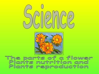 Plants classification | PPT