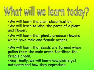 Plants classification | PPT