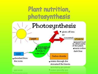 Plants classification | PPT