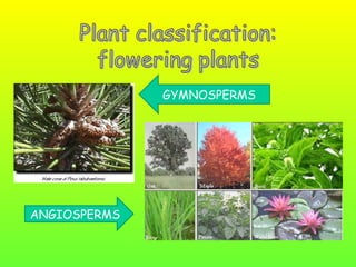 Plants classification | PPT