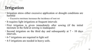 Plants copy PlantsPlantsPlantsPlantsPlantsPlants (1).pptx