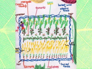 Plants design a garden Lab | PPTX