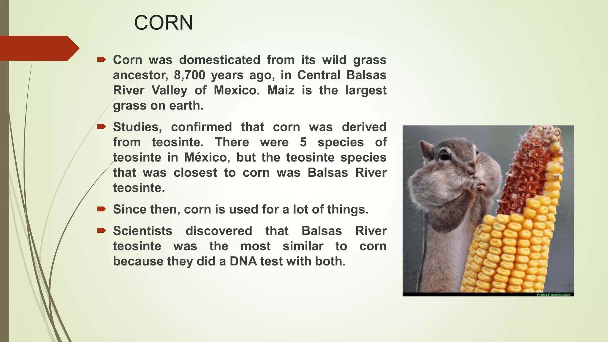 Plants domestication | PPTX