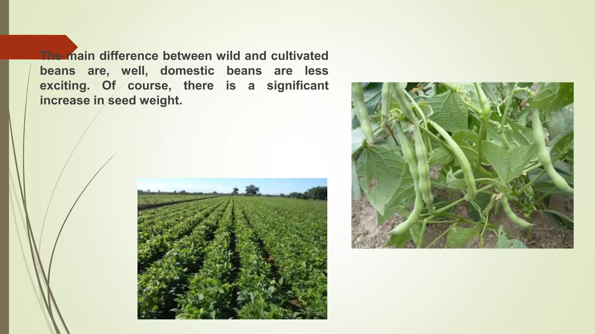 Plants domestication | PPTX