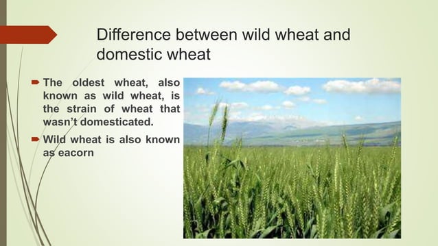 Plants domestication | PPTX | Gardening | Home & Garden