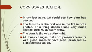 Plants domestication | PPTX | Gardening | Home & Garden