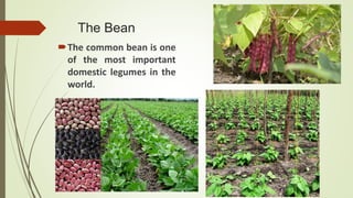 Plants domestication | PPTX
