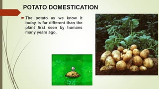 Plants domestication | PPTX