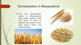 Plants domestication | PPTX