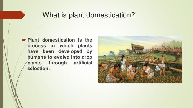 Plants domestication