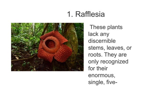 PLANTS DO NOT HAVE CHLOROPHYLL.how these plants cond | PPT
