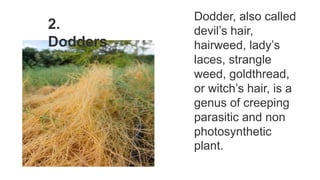 PLANTS DO NOT HAVE CHLOROPHYLL.how these plants cond | PPT