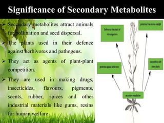 Plant secondary compounds lecture note.pptx