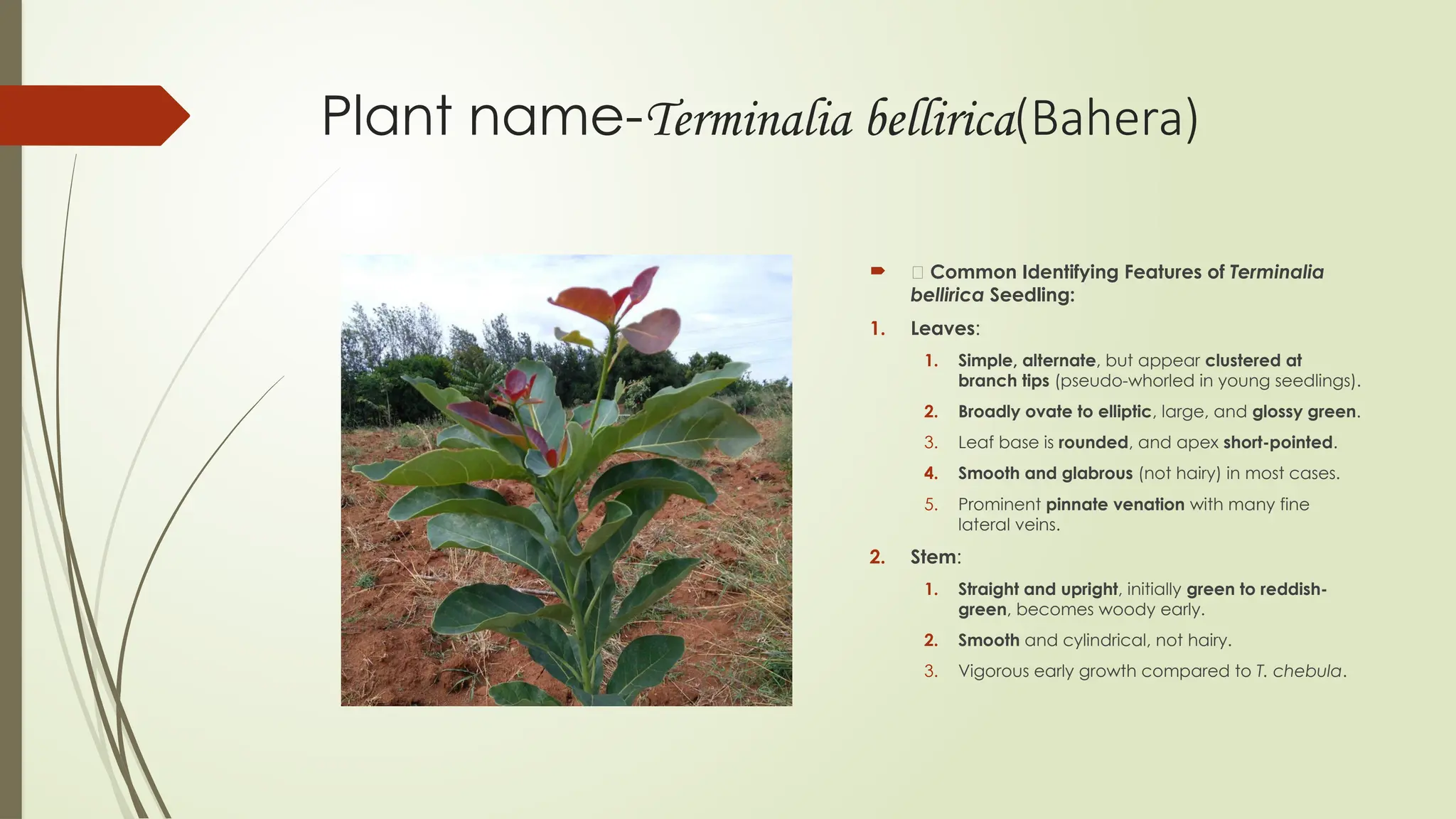 PLANT SEEDLINGS: Cox's Bazar Native Species.pptx