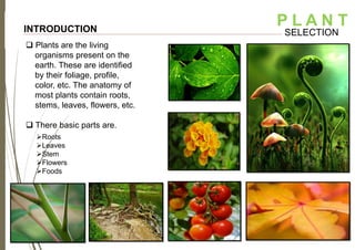 LANDSCAPE DESIGN | PPTX