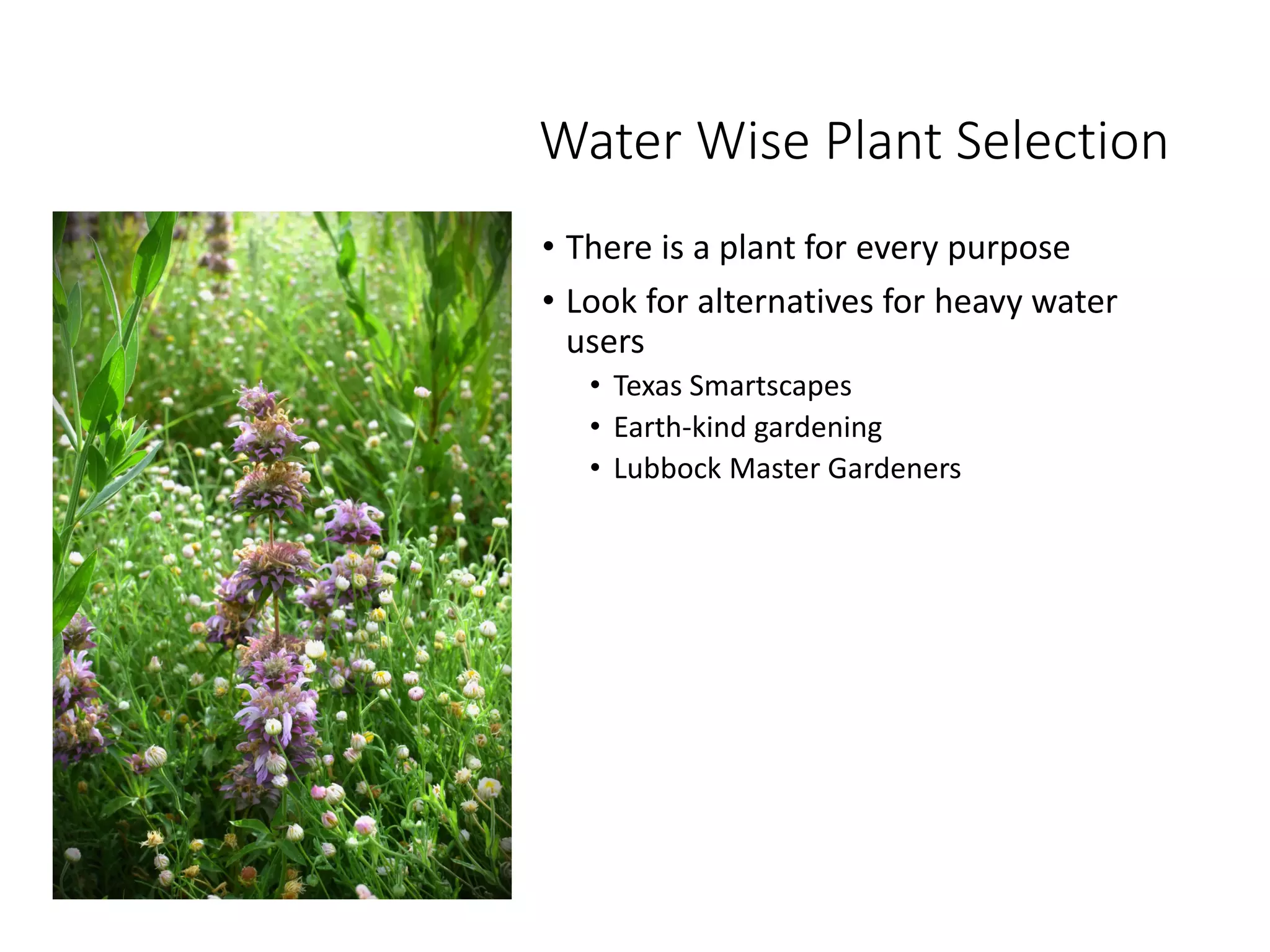 WATTS Conference- Water Wise Plants | PDF