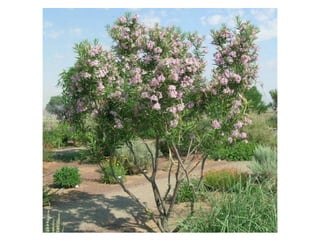 WATTS Conference- Water Wise Plants | PDF