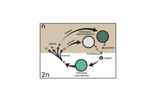 Plants Evolution for Grade 12 Students American Division | PPT
