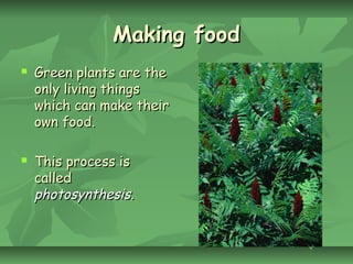 Plantsfood | PPT