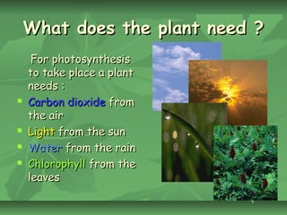 Plantsfood | PPT