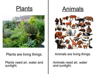 Plants functions blog | PPT