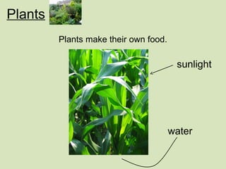 Plants functions blog | PPT