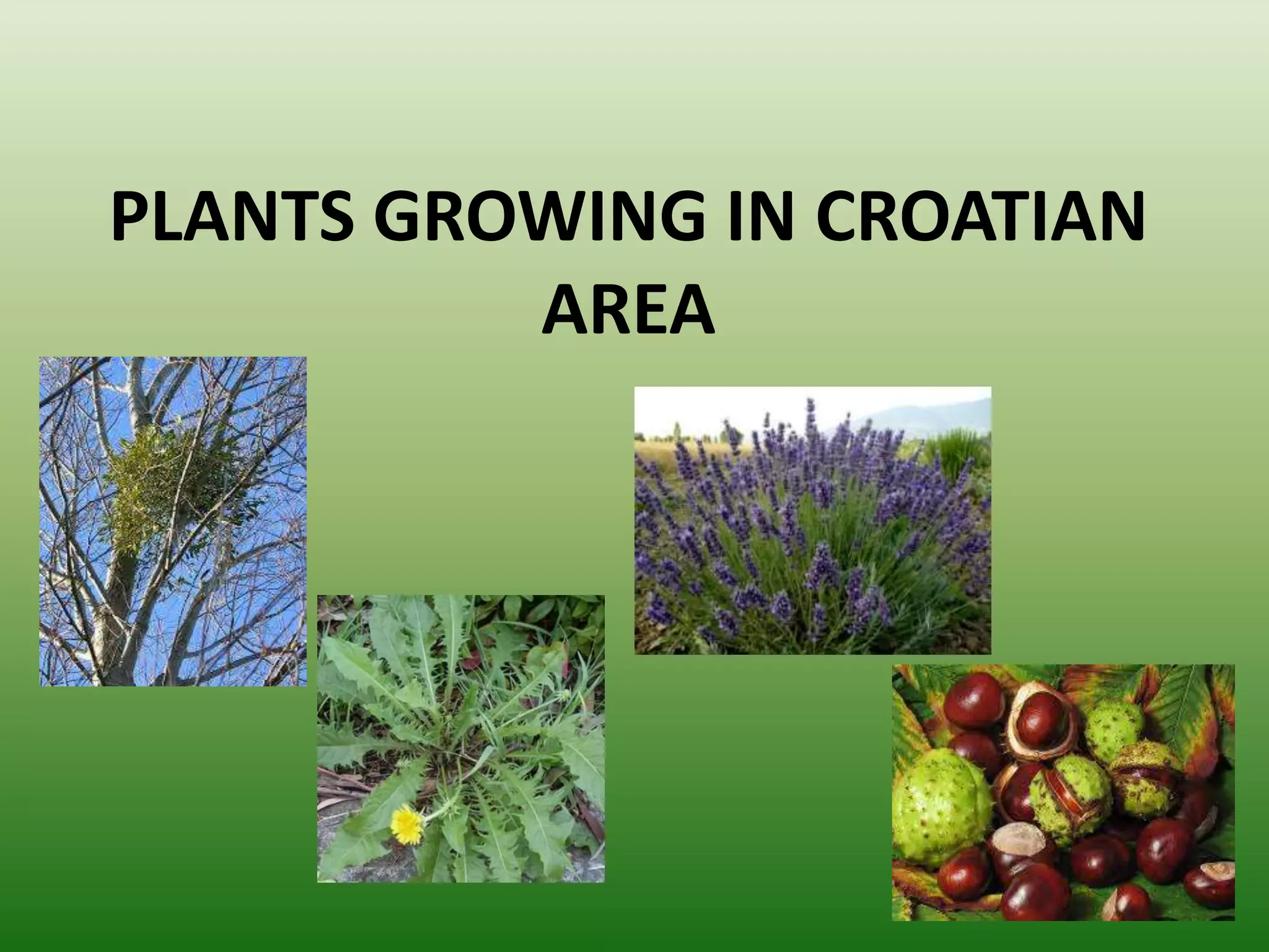 Plants growing in Croatian area | PPT