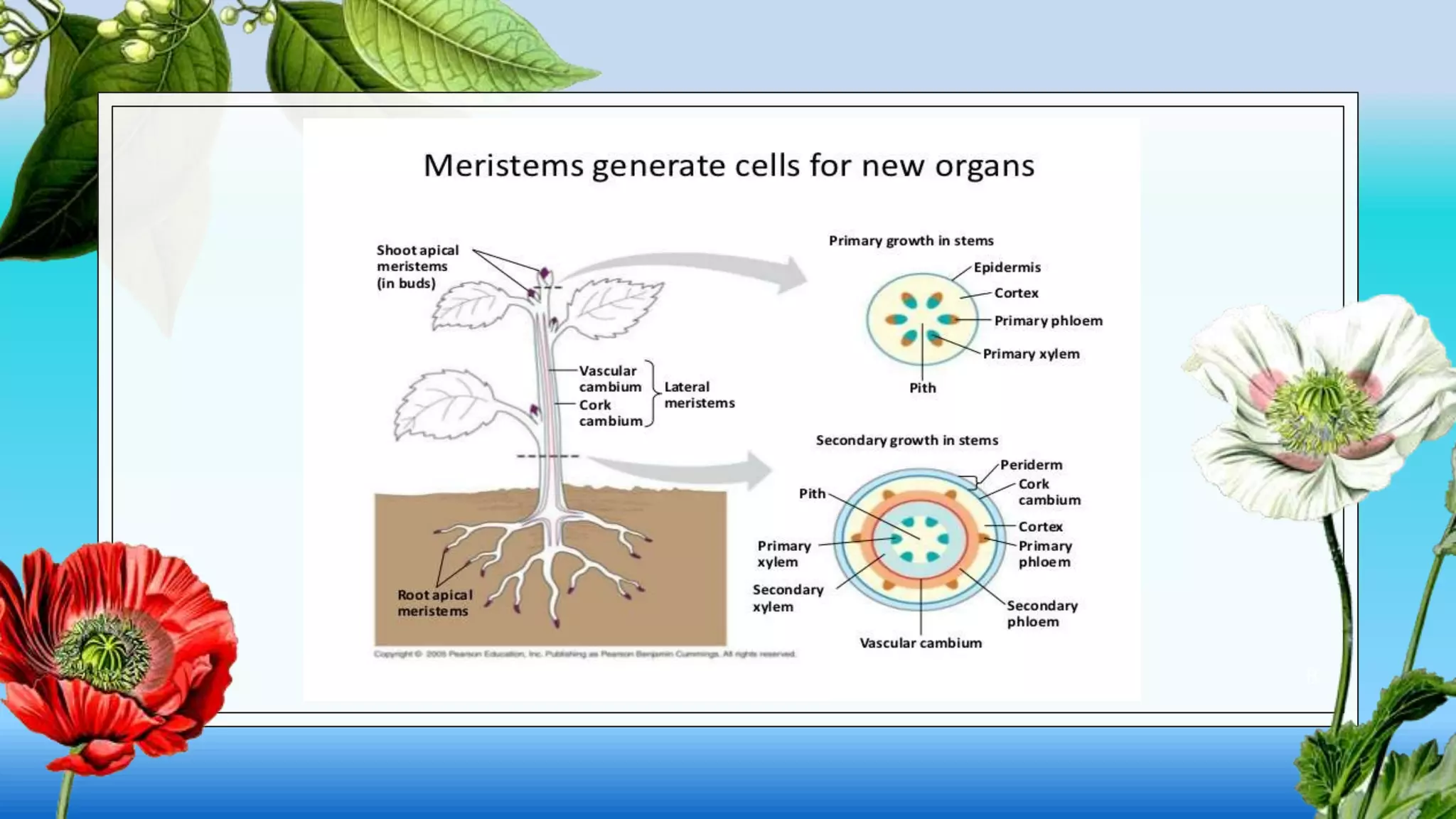 Plants growth and response | PPTX