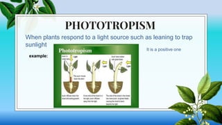 Plants growth and response | PPTX | Gardening | Home & Garden